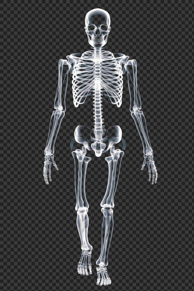 PNG Human skeleton monochrome chandelier | Premium PNG - rawpixel