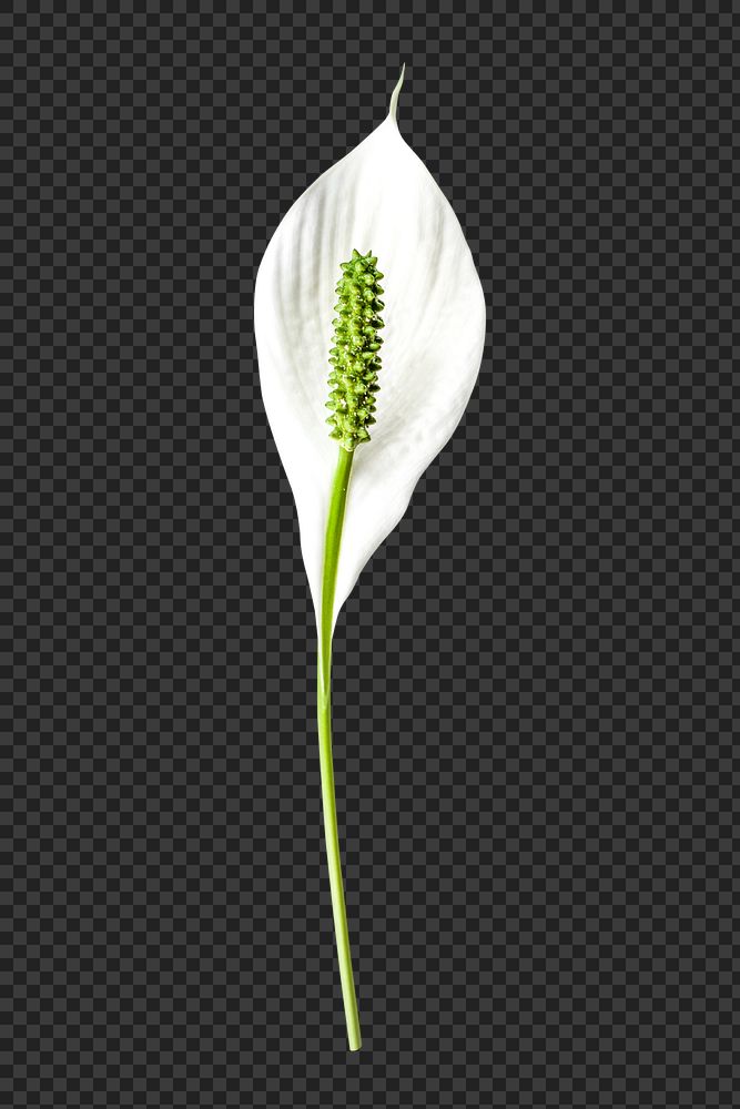 Flower png, white peace lily | Free PNG - rawpixel