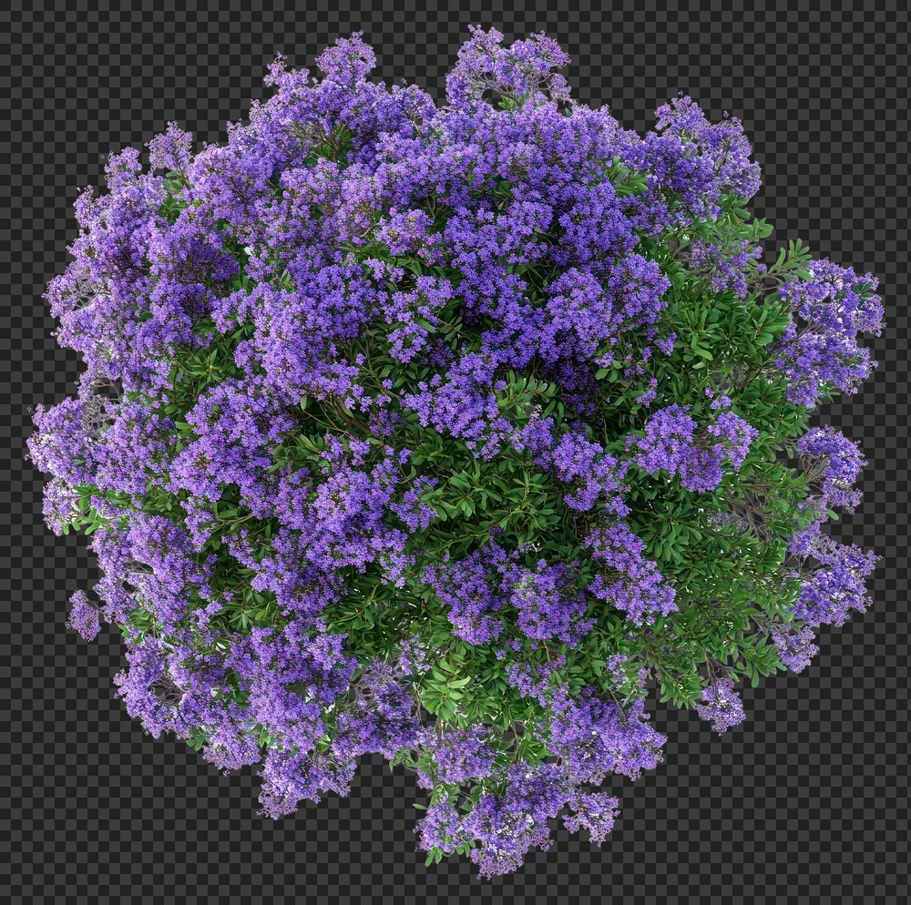 PNG Real jacaranda tree flowers | Free PNG - rawpixel