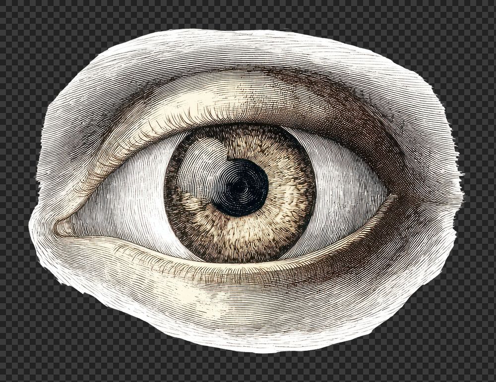 PNG Human eye drawing illustration | Free PNG - rawpixel