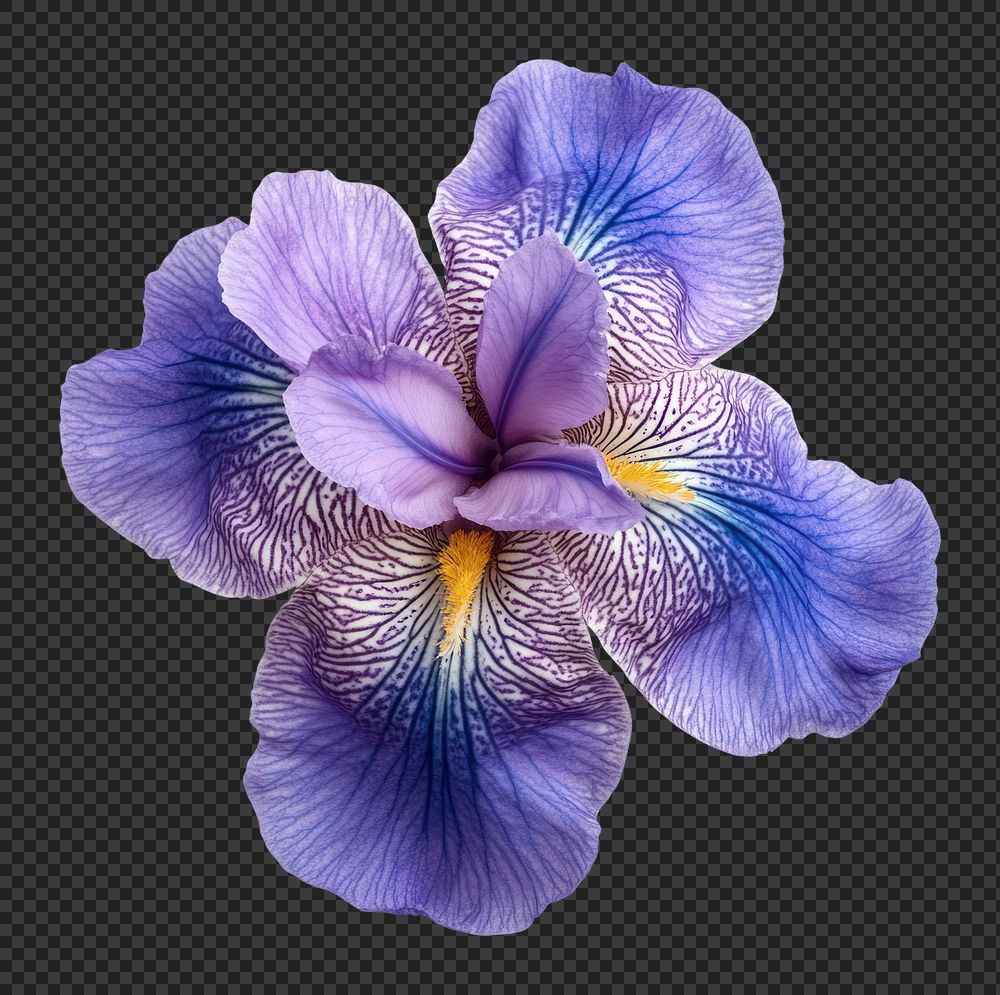 PNG Iris flower iris petals | Free PNG - rawpixel