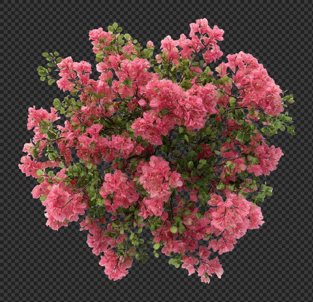 PNG Blooming pink flower tree | Free PNG - rawpixel