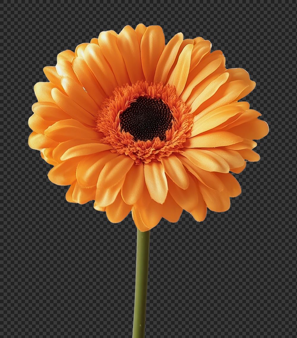 PNG single real daisy flower | Free PNG - rawpixel