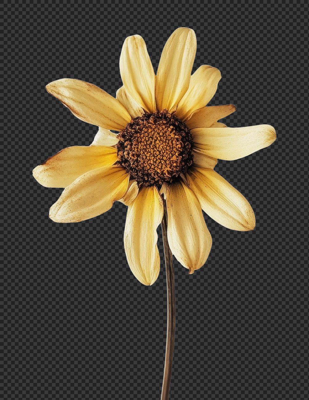 PNG single real daisy flower | Free PNG - rawpixel