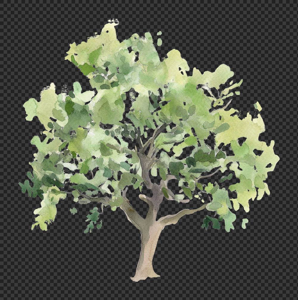 PNG Oak tree illustration watercolor | Free PNG - rawpixel
