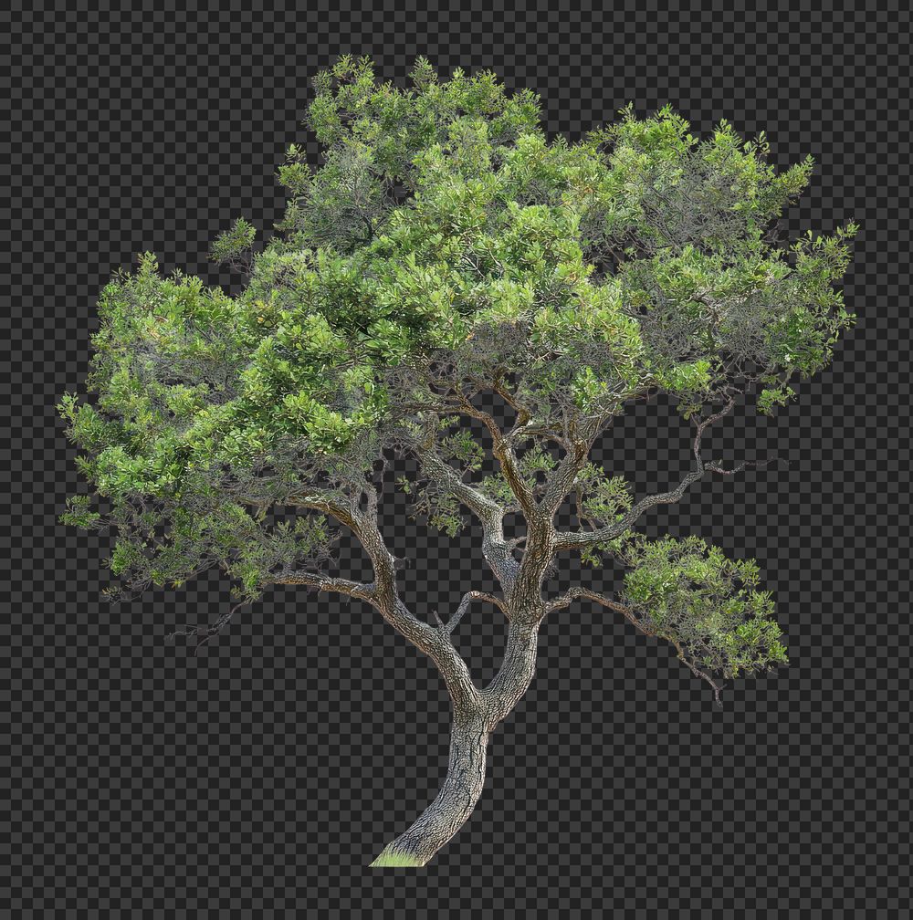 PNG Real oak tree isolated | Free PNG - rawpixel