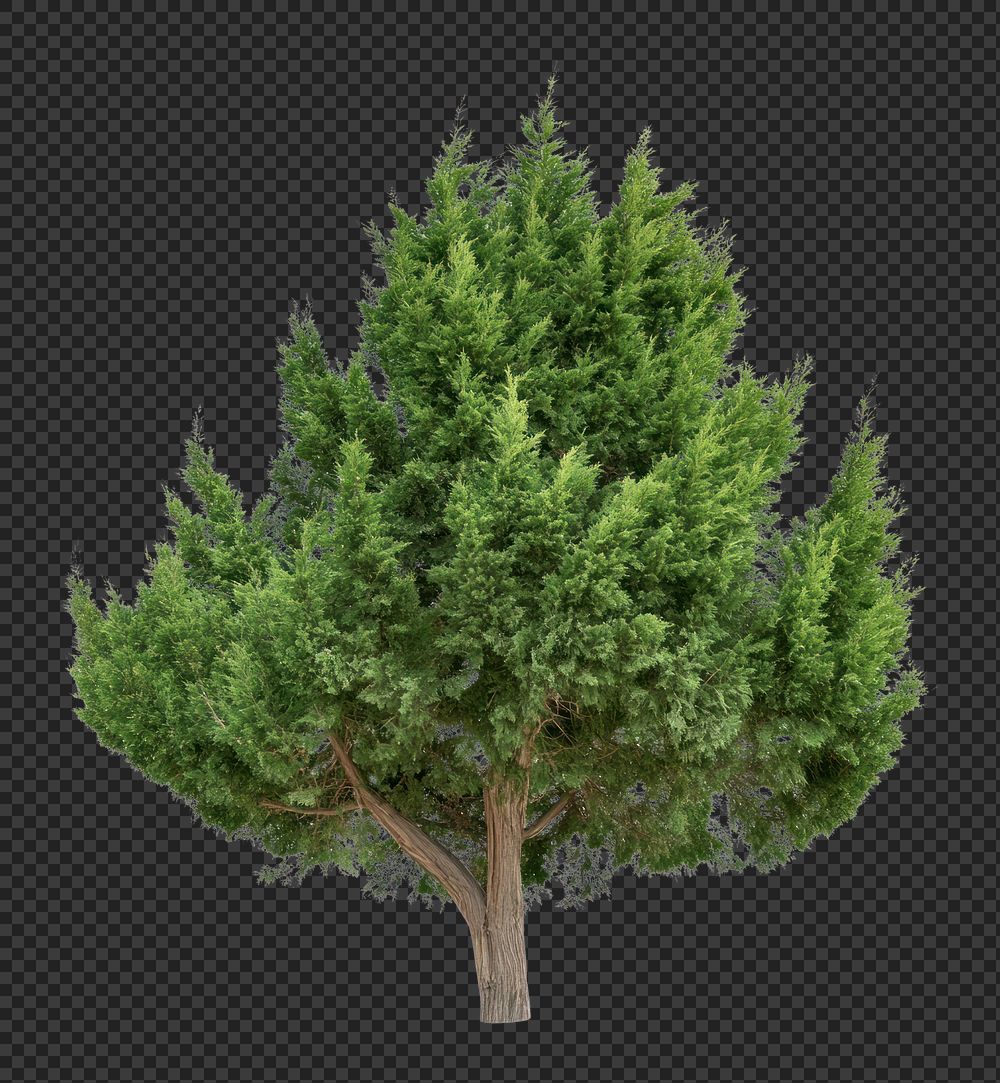 PNG Real cypress tree background | Free PNG - rawpixel