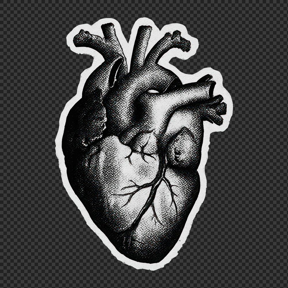 PNG Detailed anatomical heart illustration. | Free PNG - rawpixel PNG Detailed anatomical heart illustration. | Free PNG - rawpixel