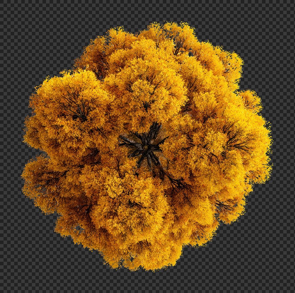 Flower Tree Top View PNG Images | Free Photos, PNG Stickers, Wallpapers ...