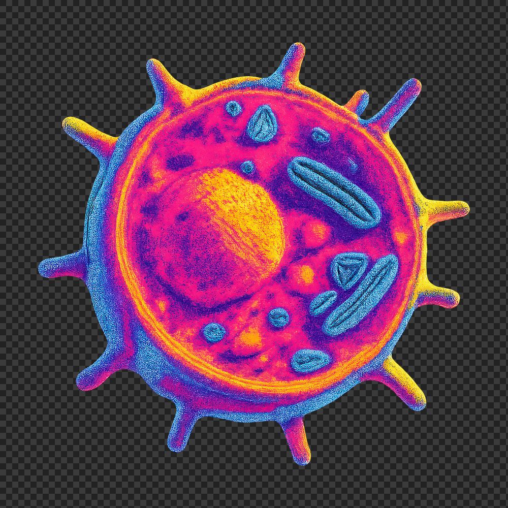 Human Biology Anatomy Background Images | Free Photos, PNG Stickers ...