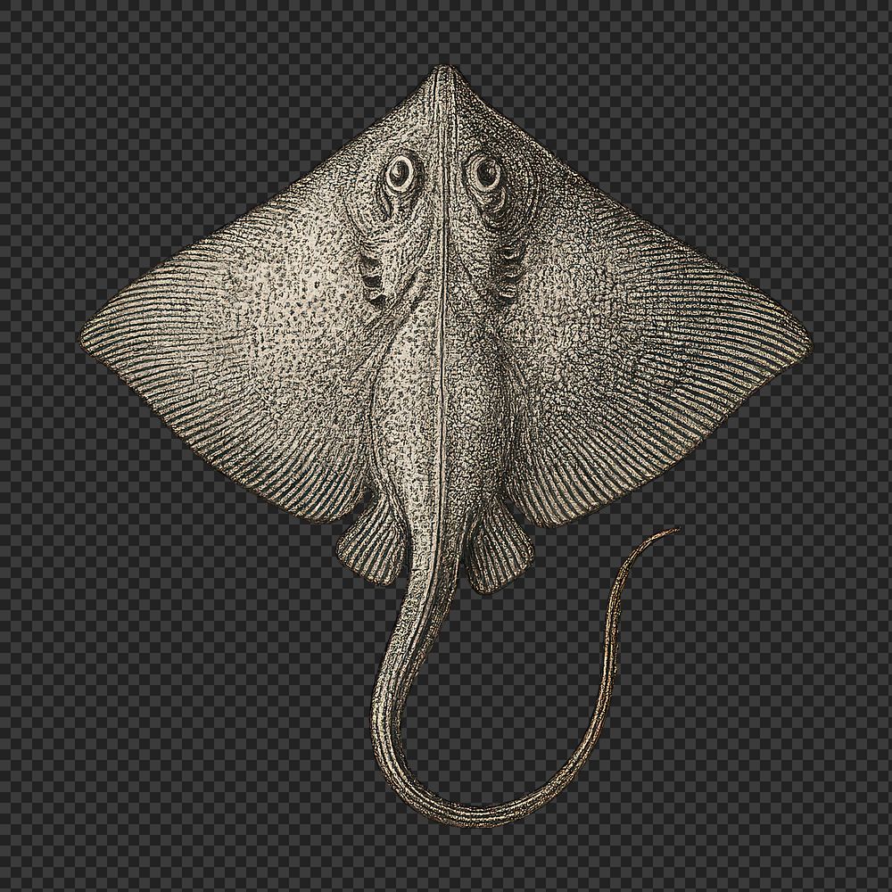 Stingray Animal PNG Images | Free Photos, PNG Stickers, Wallpapers ...