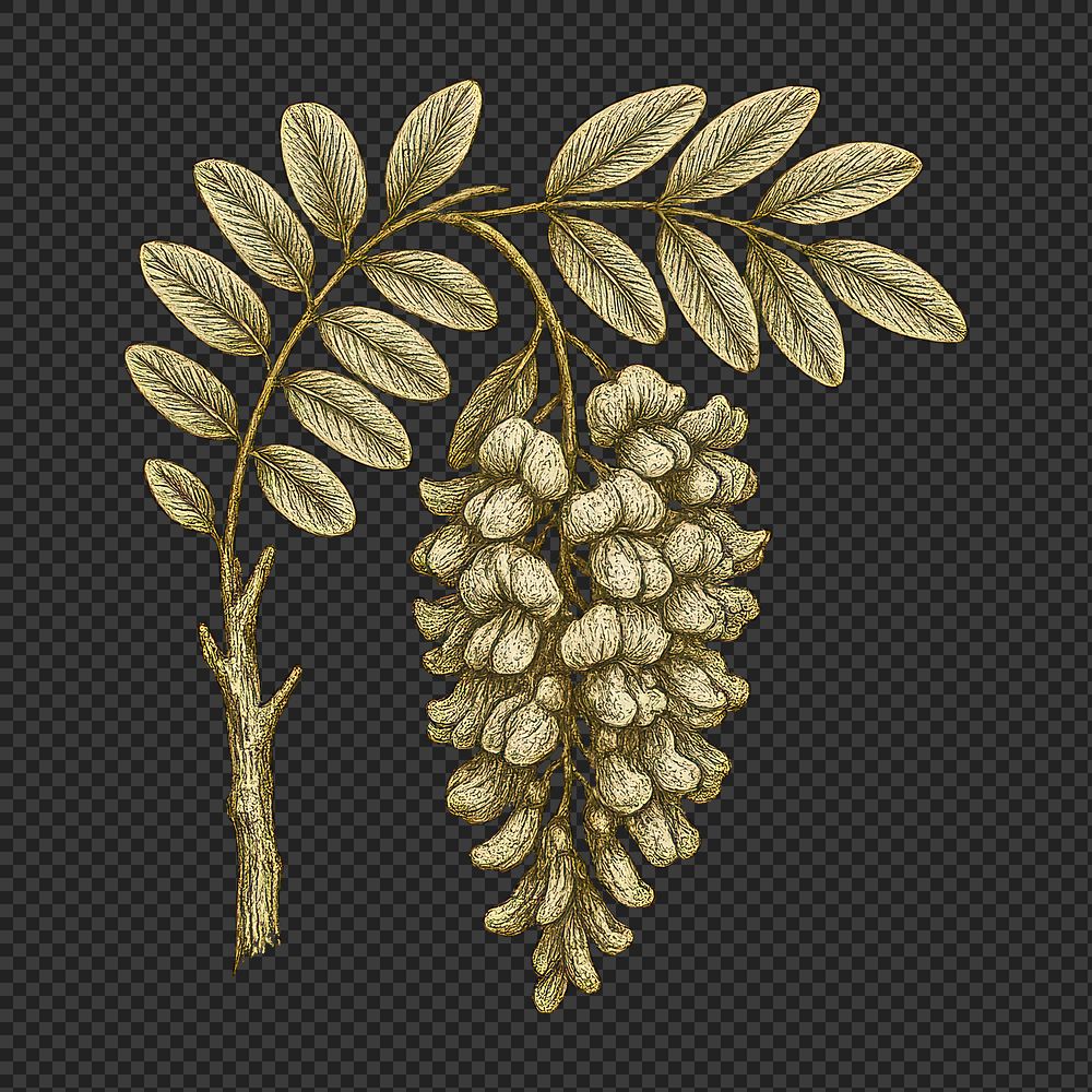Acacia Tree Transparent PNG Images | Free Photos, PNG Stickers ...