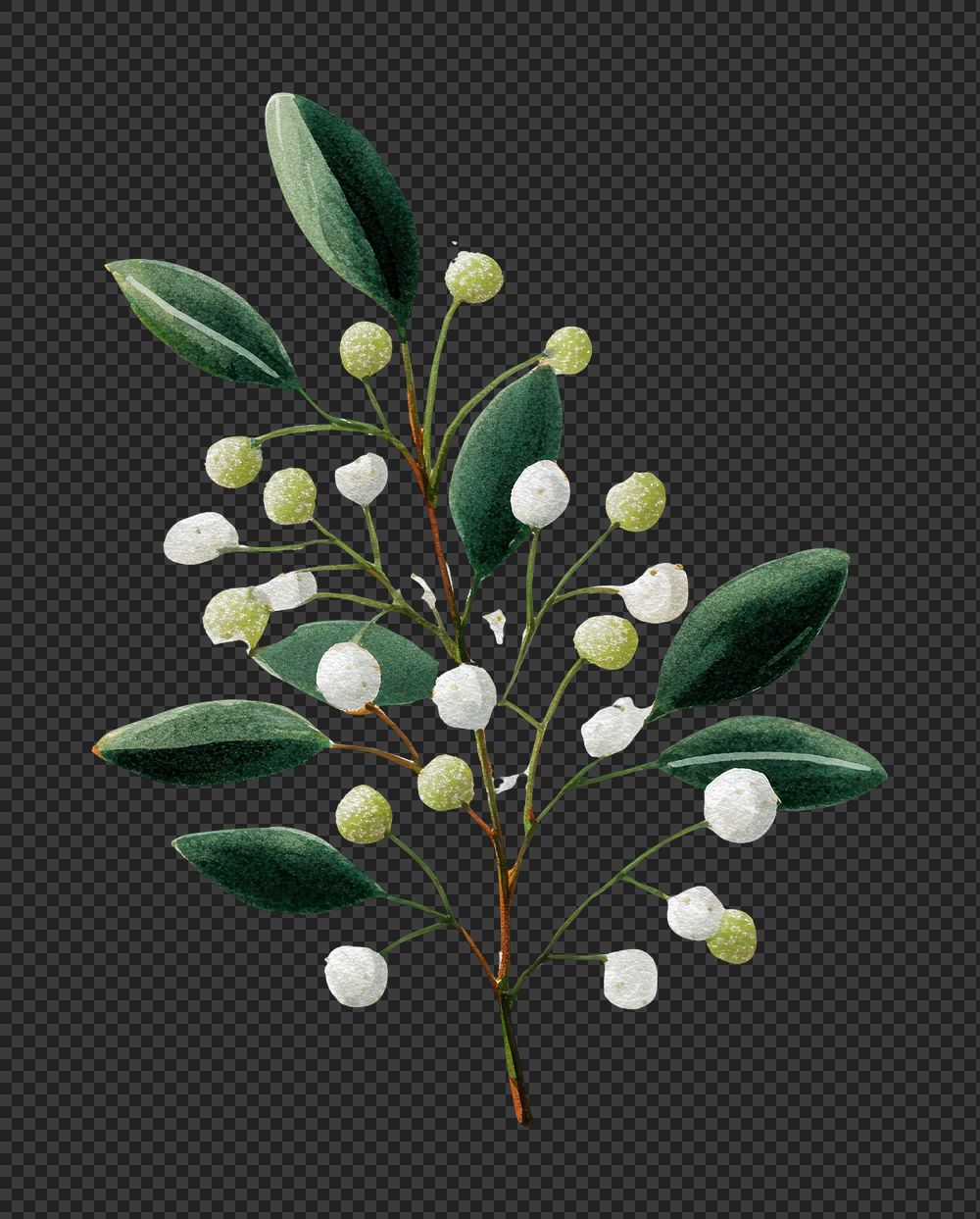 Transparent Mistletoe Leaves Images | Free Photos, PNG Stickers ...