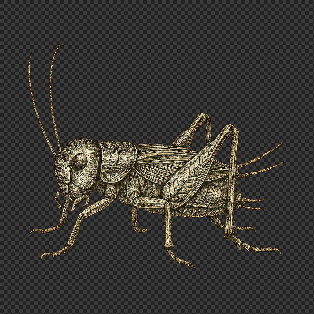 Cricket Background Aesthetic Insect Images | Free Photos, PNG Stickers ...