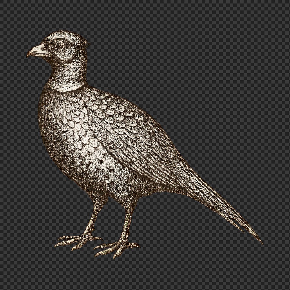 Pheasants Illustration Bird Art Aesthetic Images | Download Free Design ...