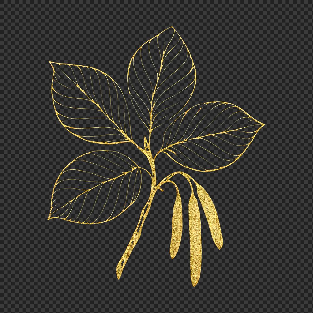 Beech Tree Leaf Texture Images | Free Photos, PNG Stickers, Wallpapers ...