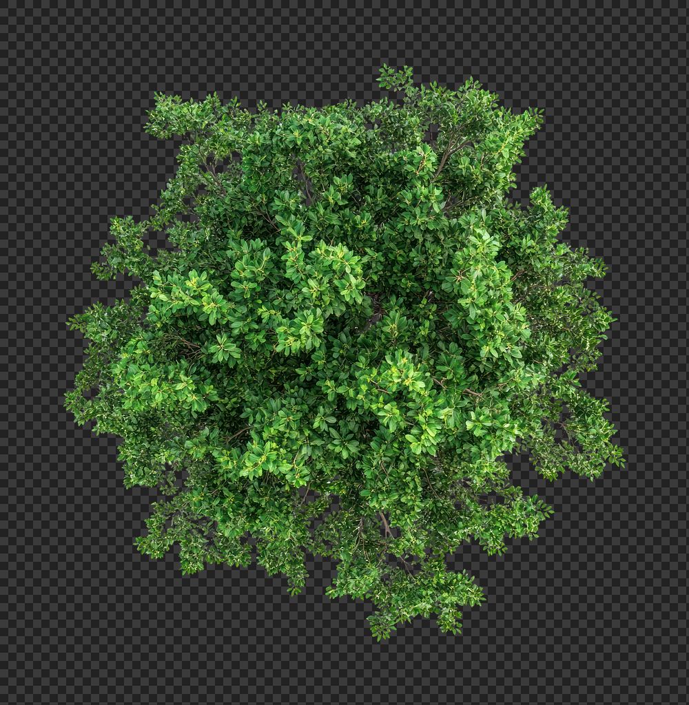 Top Of Jungle Tree Illustration Images | Free Photos, PNG Stickers ...