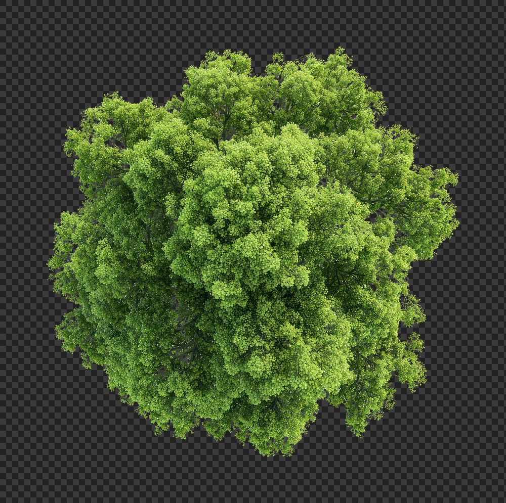 Trees Canopy Texture Images | Free Photos, PNG Stickers, Wallpapers ...