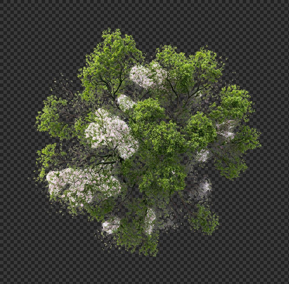 Tree Top View Lush Images | Free Photos, PNG Stickers, Wallpapers ...
