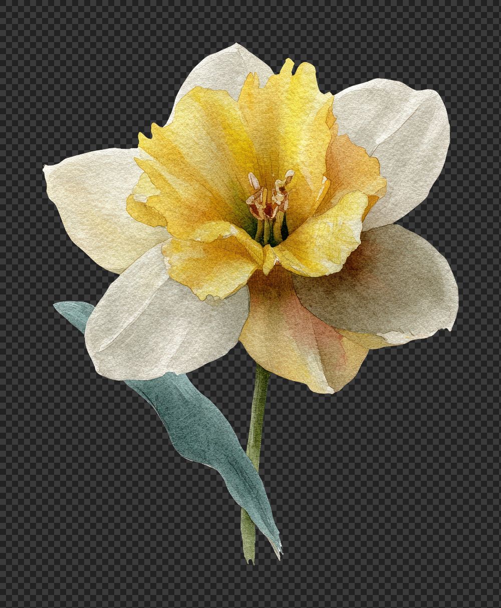 Daffodil+paintings Illustration Images | Free Photos, PNG Stickers ...