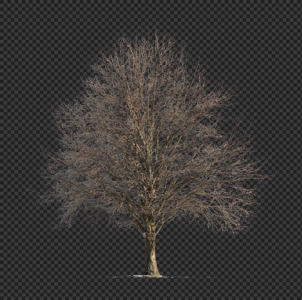 Leafless+tree Nature Images | Free Photos, PNG Stickers, Wallpapers ...