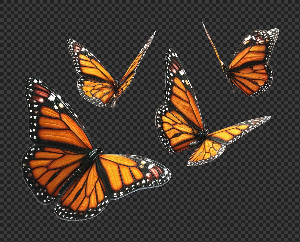 Insect With Wings White Black PNG Images | Free Photos, PNG Stickers, Wallpapers & Backgrounds ...