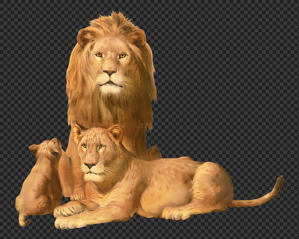Lion+poster Design Vintage Images | Free Photos, PNG Stickers ...