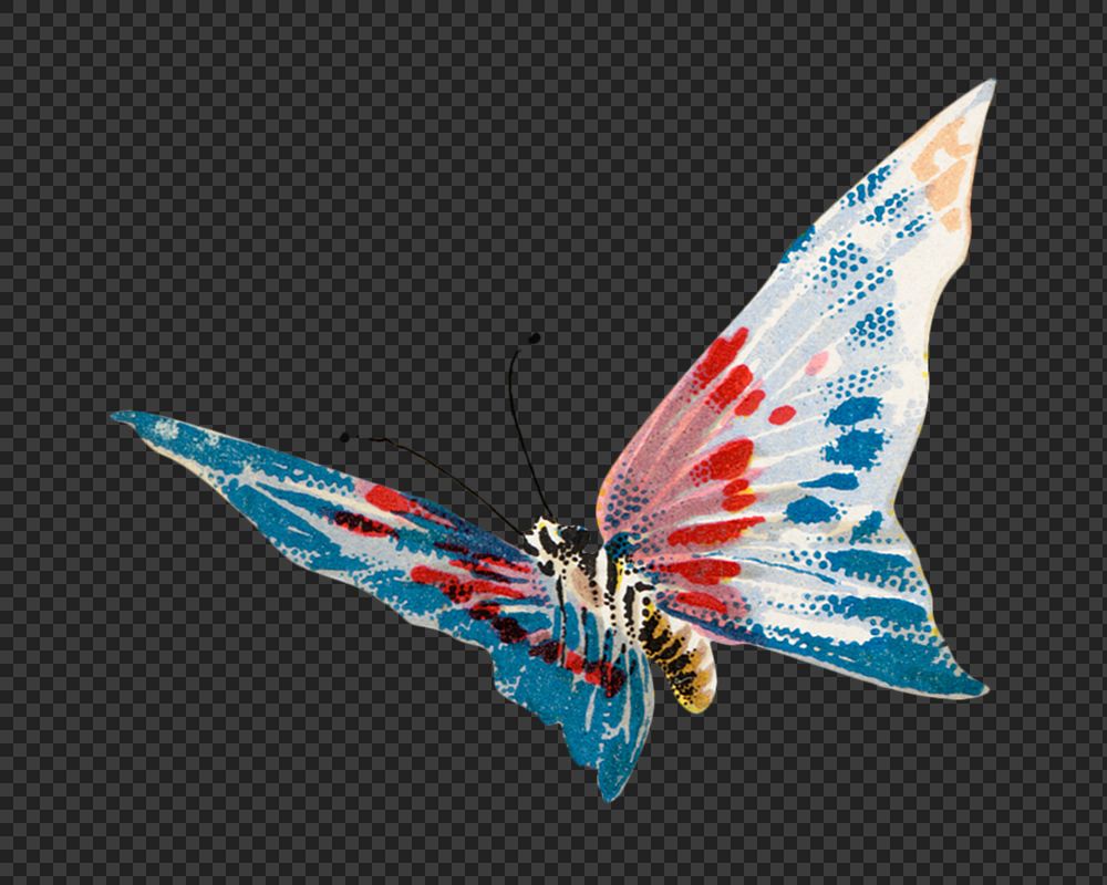 Angels+and+insects Animal Wing Pattern Images | Free Photos, PNG ...