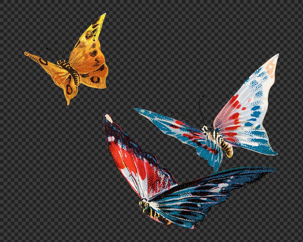 Angels+and+insects Animal Wing Butterfly Images | Free Photos, PNG ...