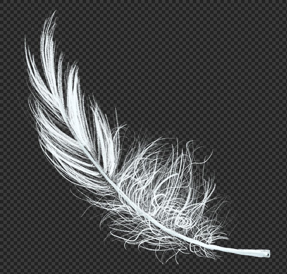 Feather png design element | Free PNG Sticker - rawpixel