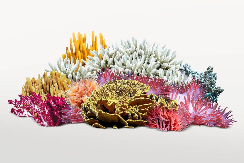 Deep-water sea coral, great barrier | Premium Photo - rawpixel