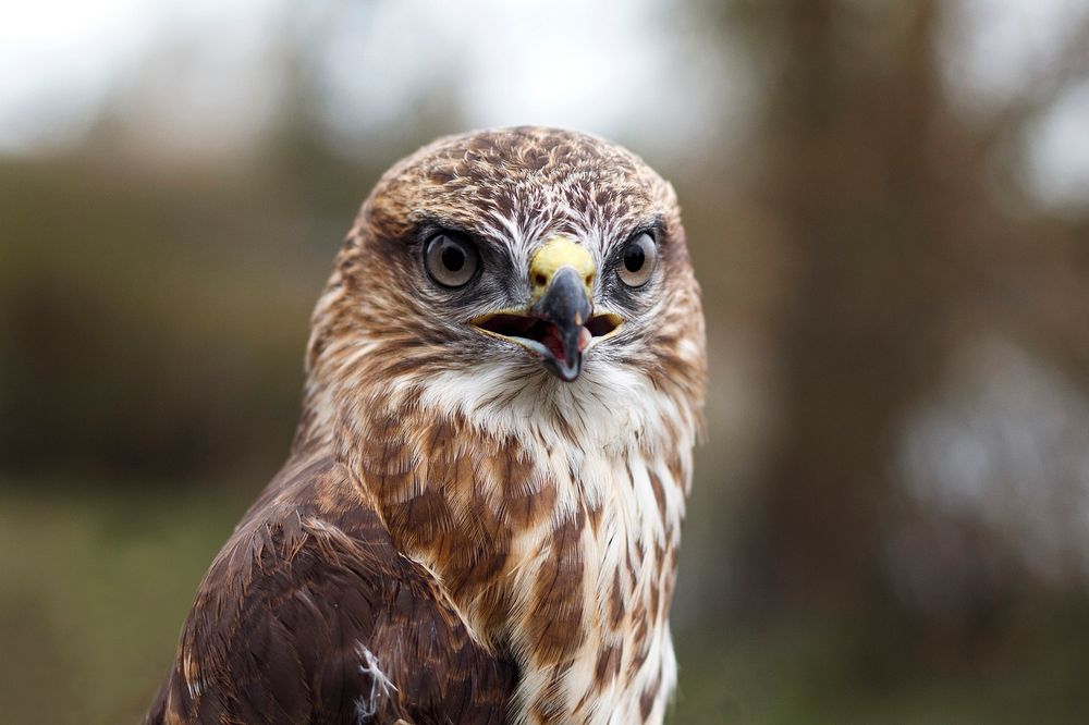 Brown hawk close up shooting. | Free Photo - rawpixel