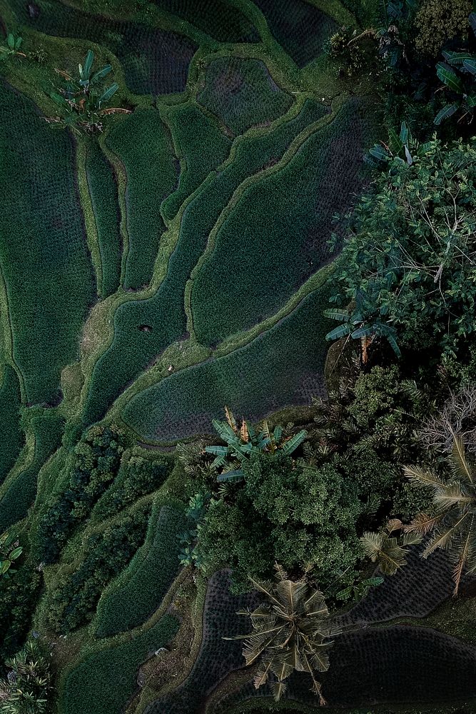 Aerial view of hanging rice | Free Photo - rawpixel