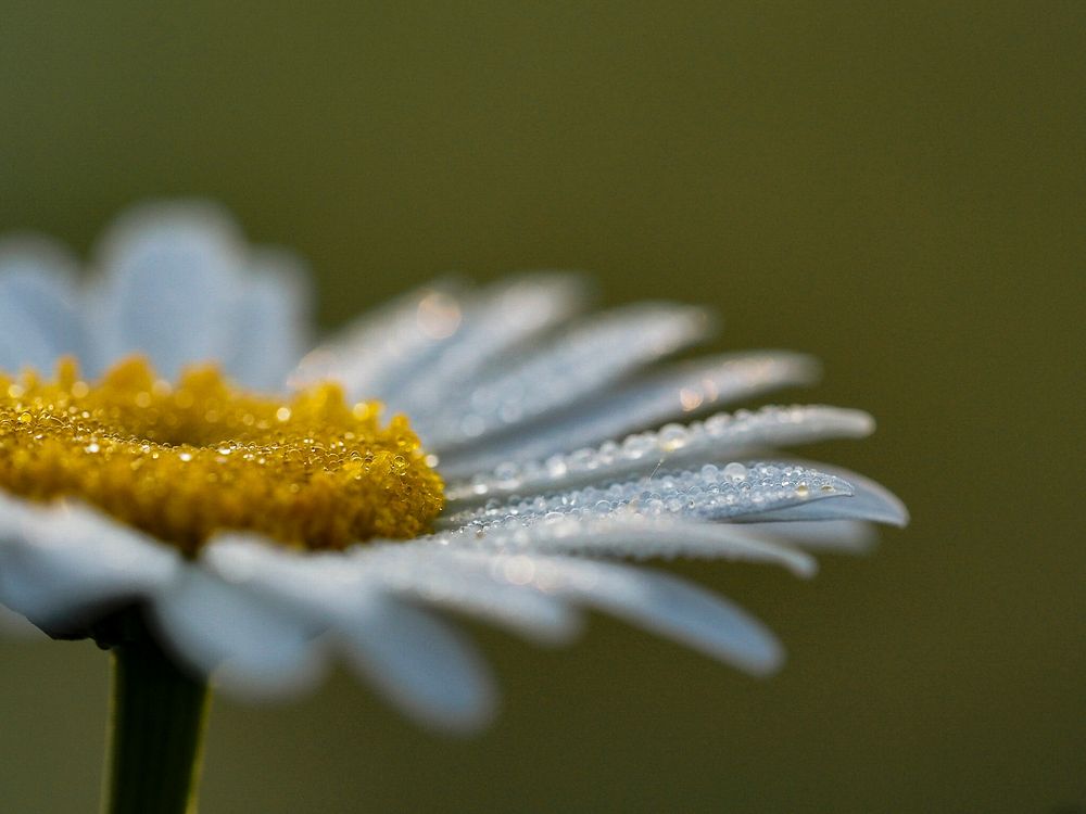 Macro shot of white daisy | Free Photo - rawpixel