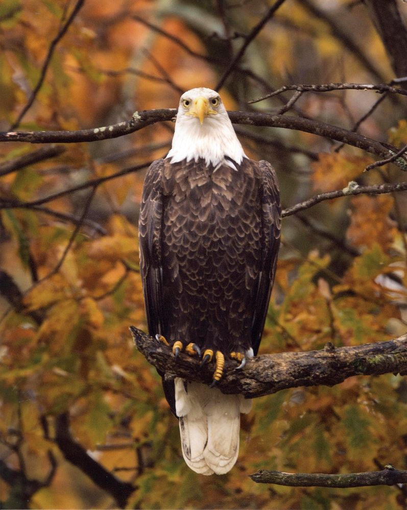 Autumn Eagle. Shiawassee National Wildlife | Free Photo - rawpixel