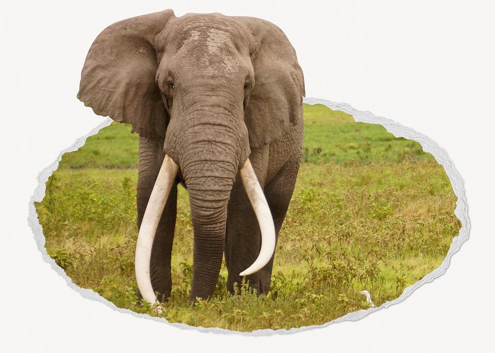 African bush elephant in ripped | Free Photo - rawpixel