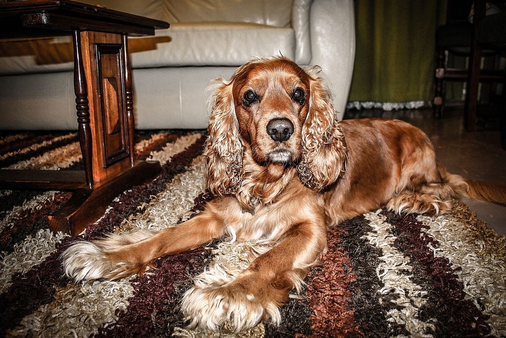 Brown dog lying on carpet. | Free Photo - rawpixel