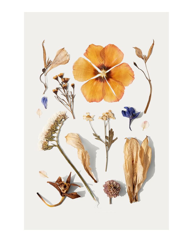 Aesthetic flower art print, plant | Premium Photo - rawpixel