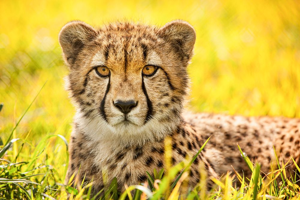 Cheetah (2014) by Ronda Gregorio. | Free Photo - rawpixel