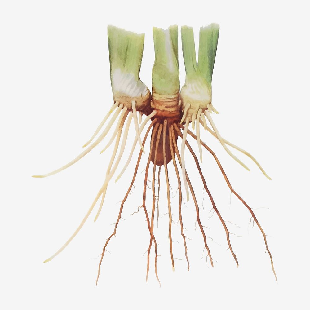 Vintage Iris flower root illustration | Premium Vector Illustration ...