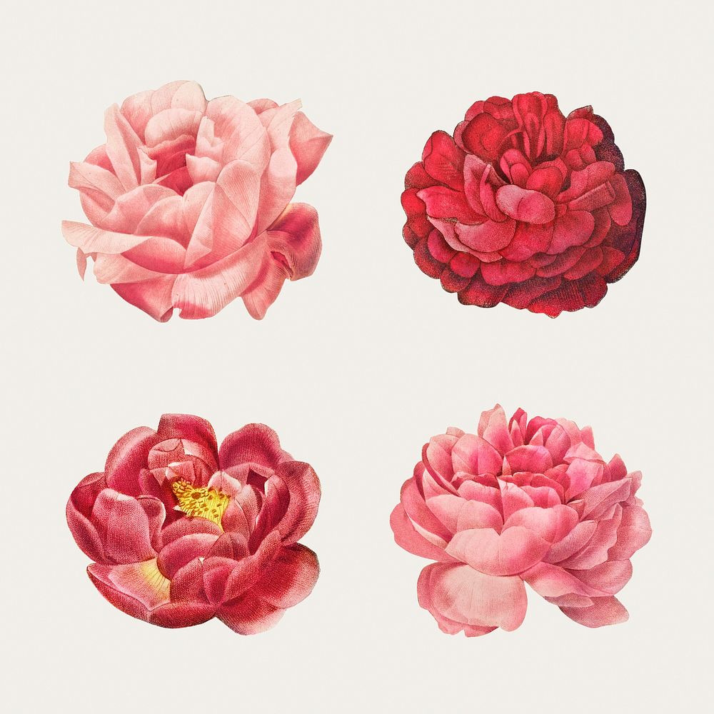 Vintage rose flower mockup set | Premium PSD - rawpixel