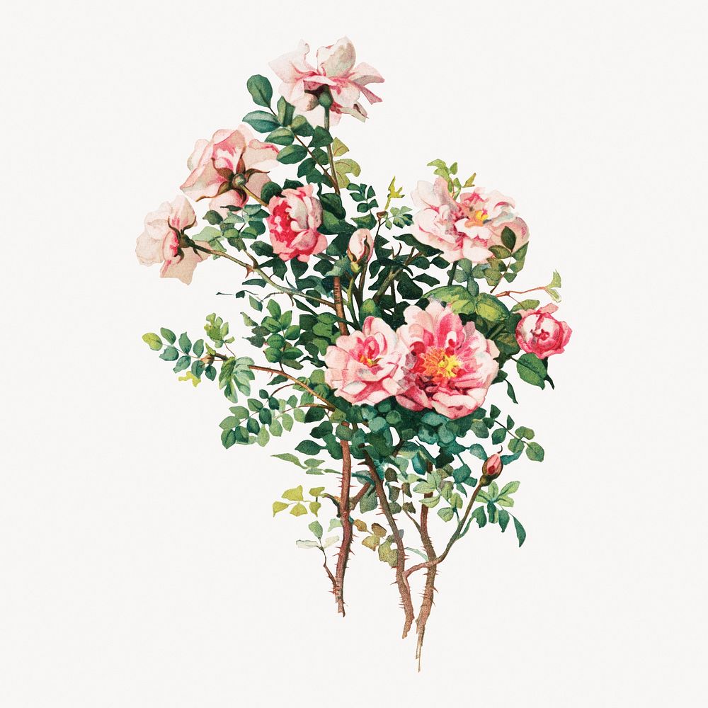 Rose illustration, vintage artwork | Free Photo Illustration - rawpixel