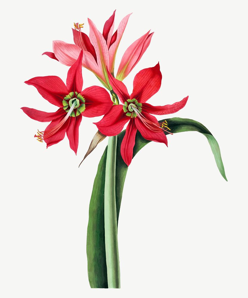 Vintage red lily flowers vector | Premium Vector Illustration - rawpixel