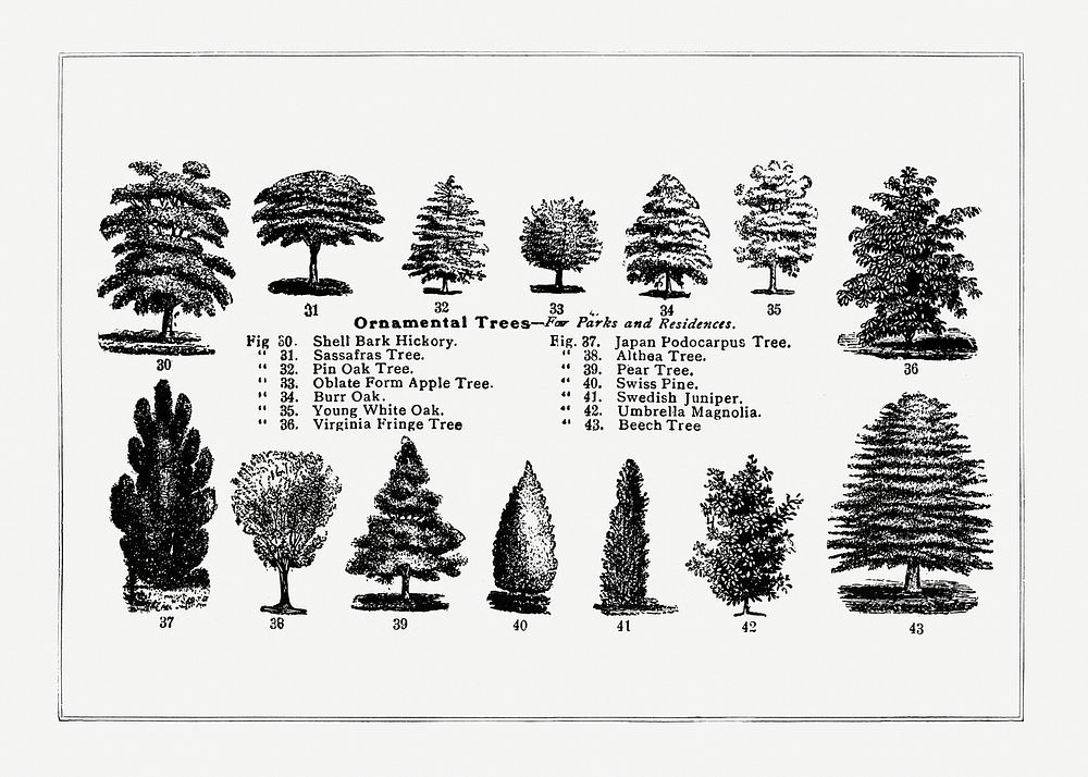 Vintage ornamental tree drawing. Digitally | Free Photo Illustration ...