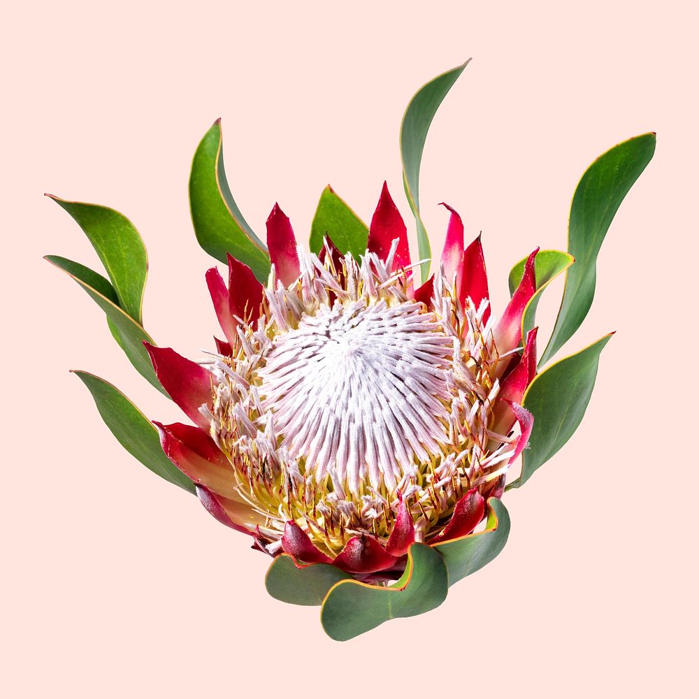 King protea, collage element psd | Premium PSD - rawpixel