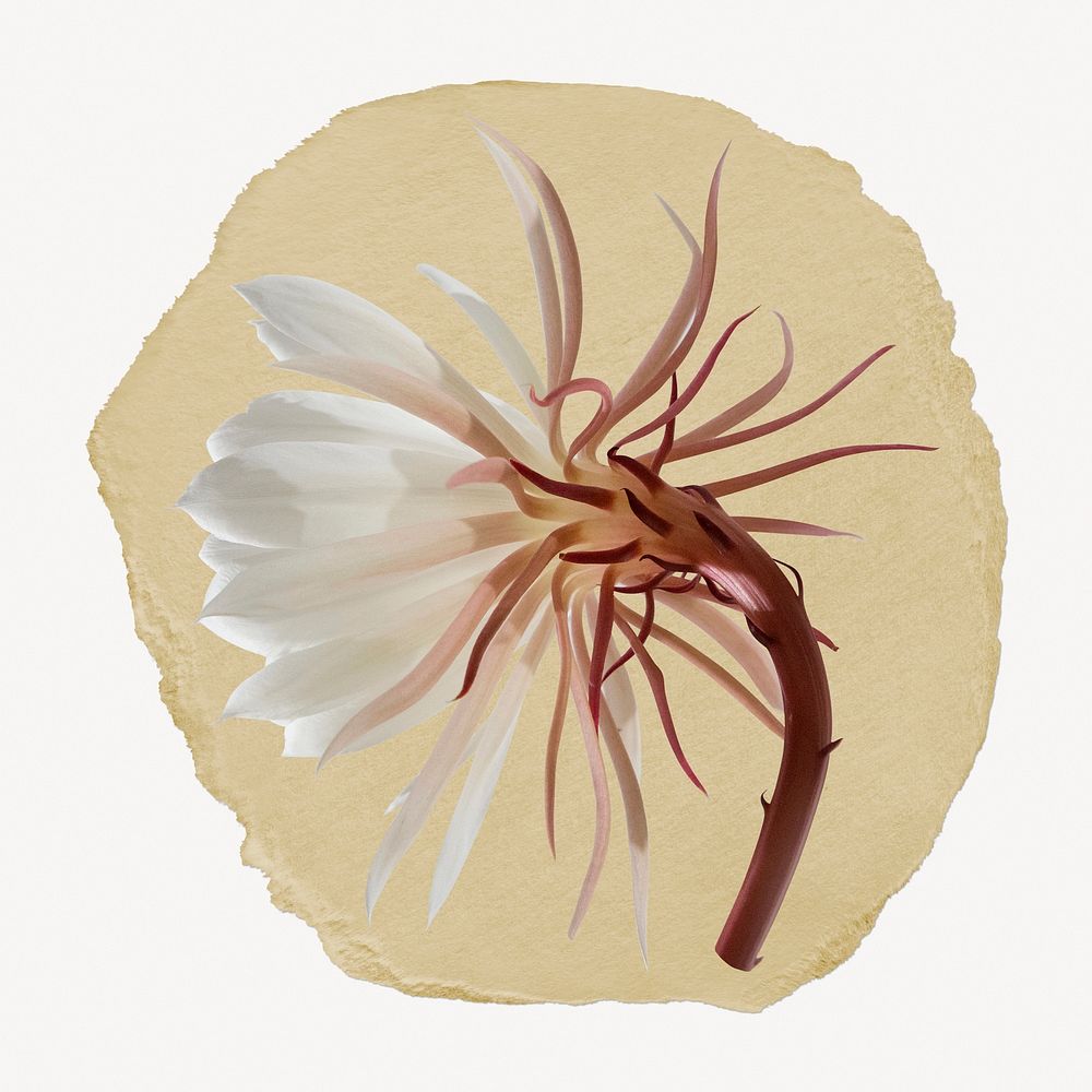 Aesthetic flower ripped paper, Spring | Free Photo - rawpixel