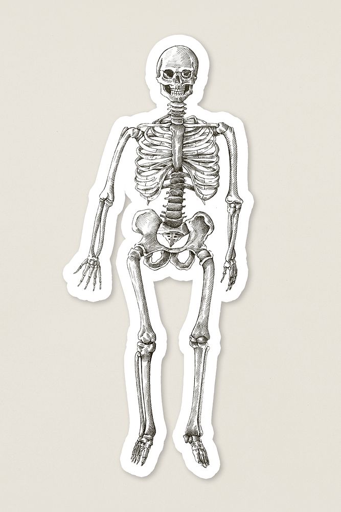 Hand drawn human skeleton sticker | Premium PSD - rawpixel