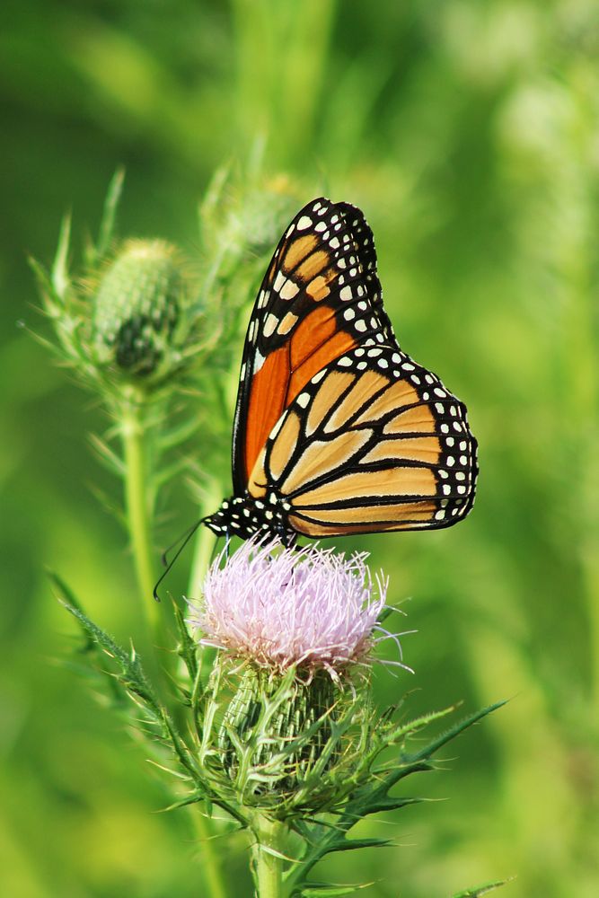 Monarch Butterfly on Native Field | Free Photo - rawpixel