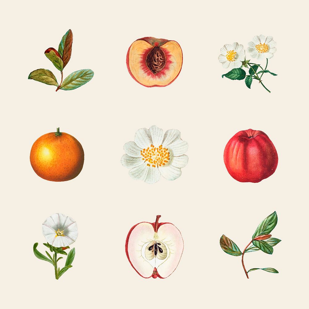 Fruit and flower vector vintage | Premium Vector - rawpixel