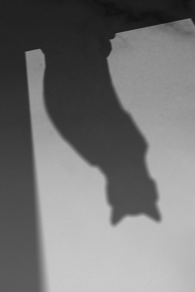 Background with shadow of cat | Free Photo - rawpixel